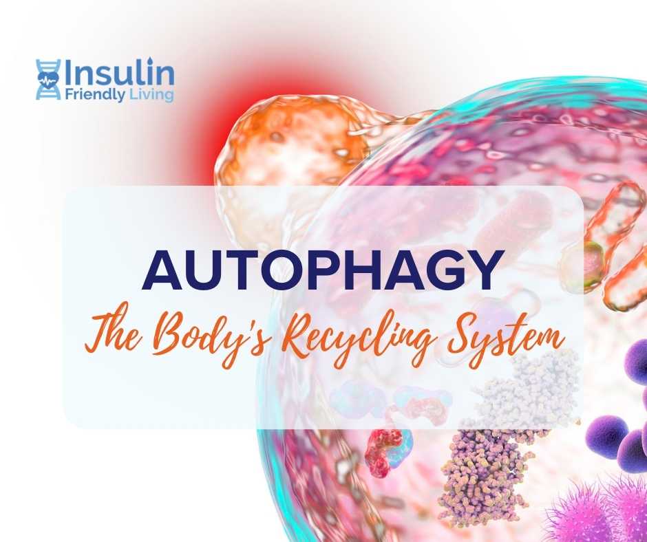 Autophagy is the Body’s Recycling System (Fasted State)